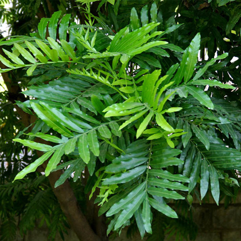 Fern Tree (Filicium decipiens) | Tooth Mountain Nursery