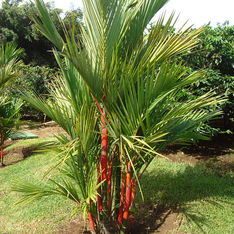 Red palm (cyrtostachys renda) | Tooth Mountain Nursery