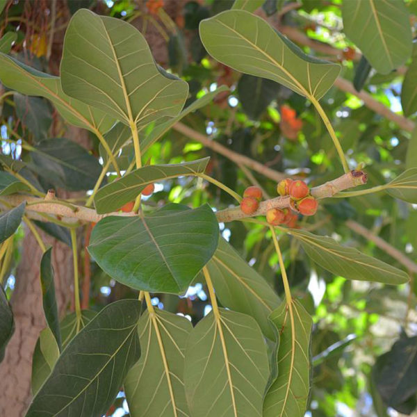 Banyan Tree (Ficus benghalensis) | Tooth Mountain Nursery Banyan Tree (Ficus benghalensis) | Tooth Mountain Nursery