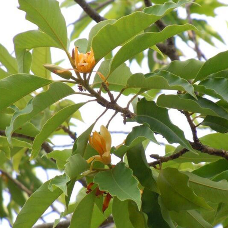 Champa (Magnolia champaca) | Tooth Mountain Nursery